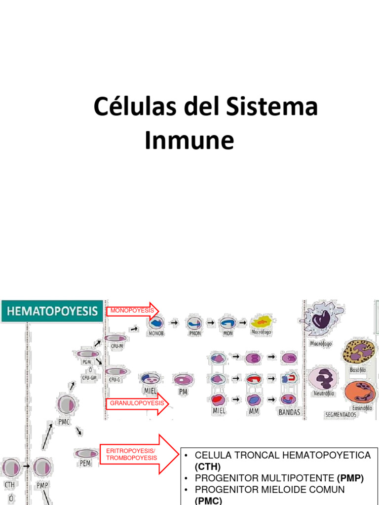 Celulas Del Sistema Inmune | PDF | Linfocitos | Célula T