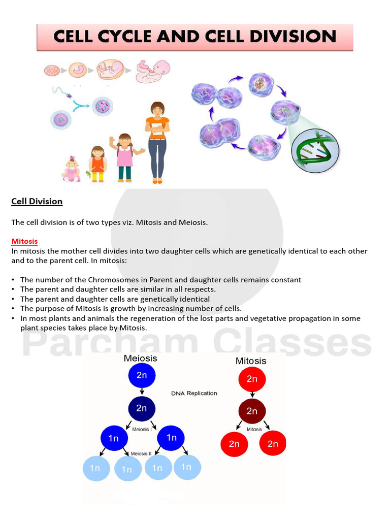 Cell Cycle and Division | PDF | Meiosis | Cell (Biology)