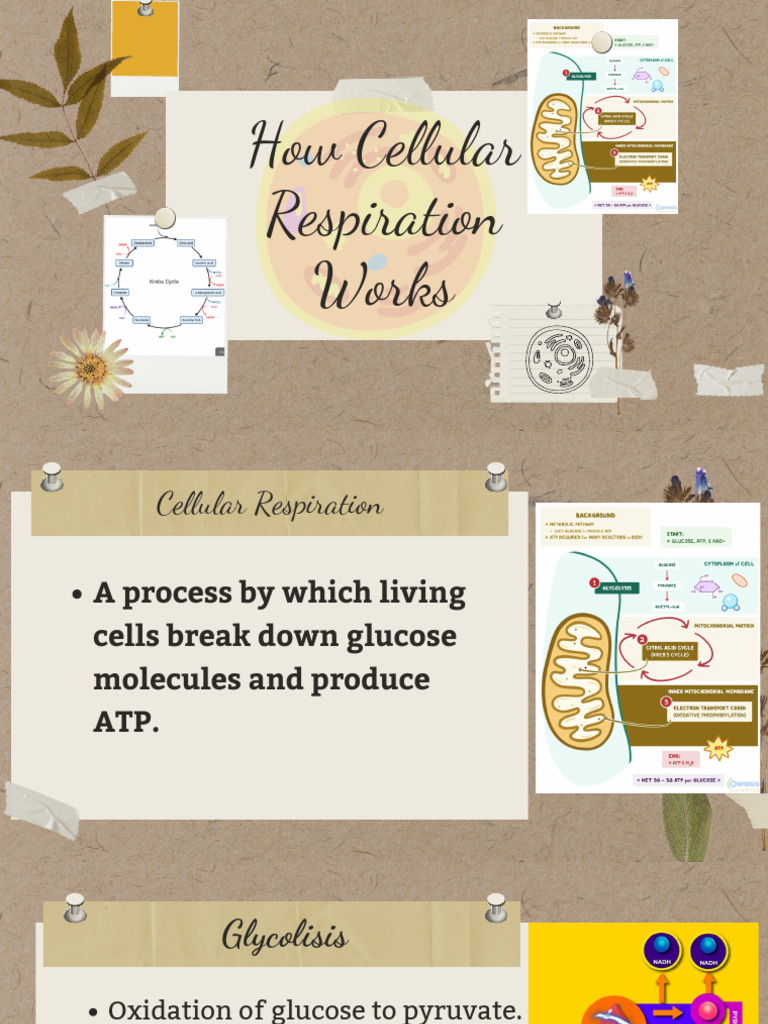 How Cellular Respiration works | PDF | Cellular Respiration | Adenosine ...