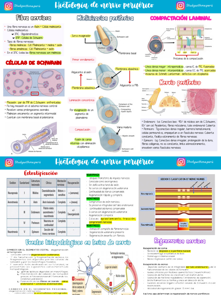 SEM5 - Nervio Periferico | PDF | Nervio | Axon