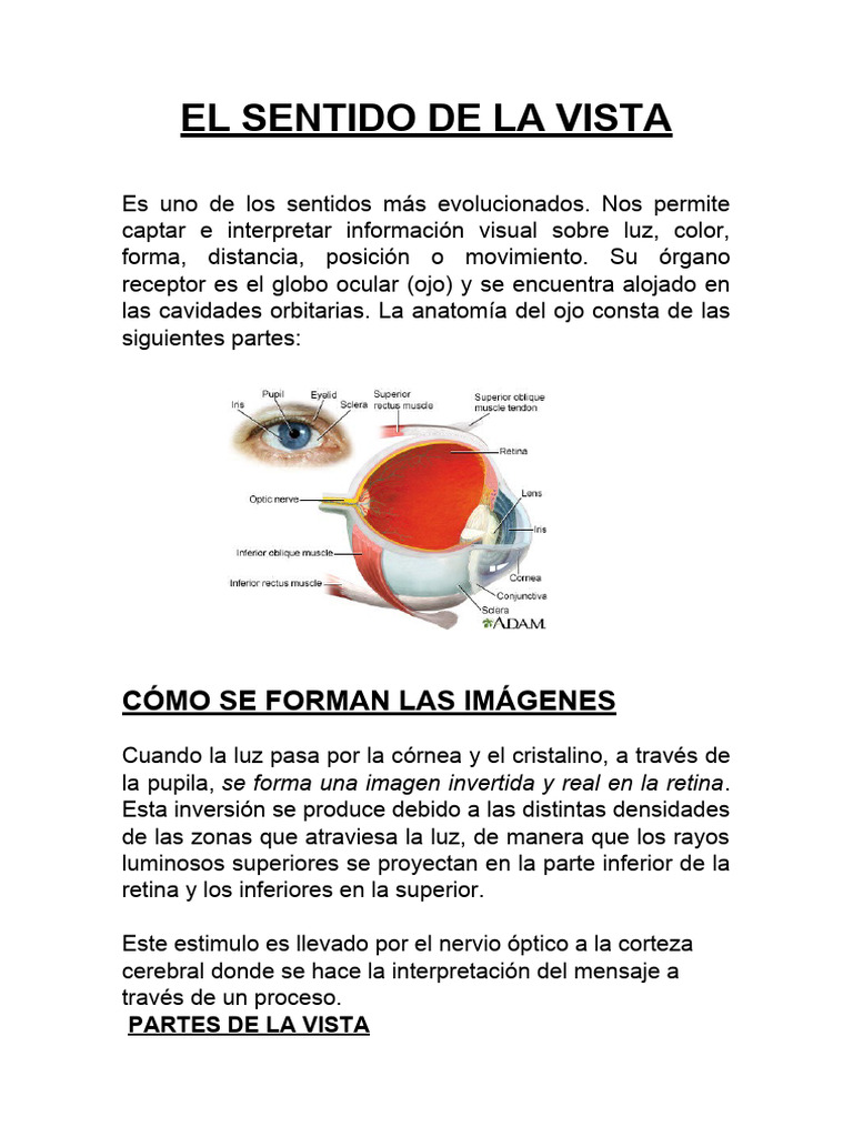 EL SENTIDO DE LA VISTA Final Imprimir | PDF | Ojo humano | Percepción ...
