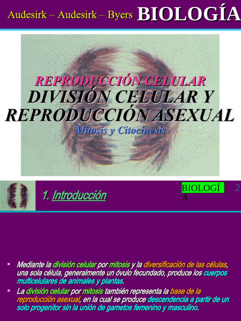 04 División Celular y Reproducción Asexual - Mitosis y Citocinesis ...