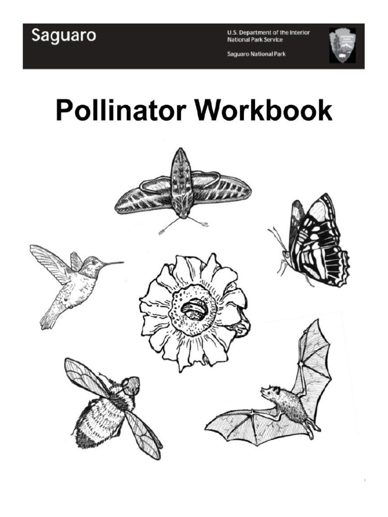 pollinator-activity-booklet | PDF | Flowers | Pollination