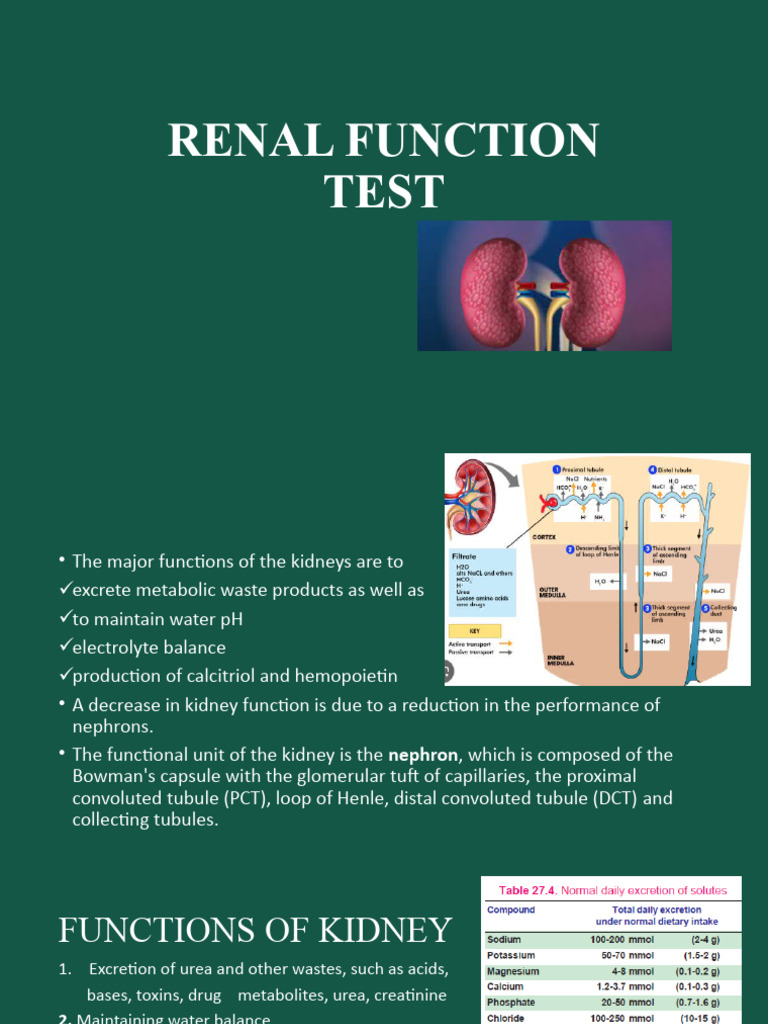 Renal Function Test | PDF | Kidney | Urinary System
