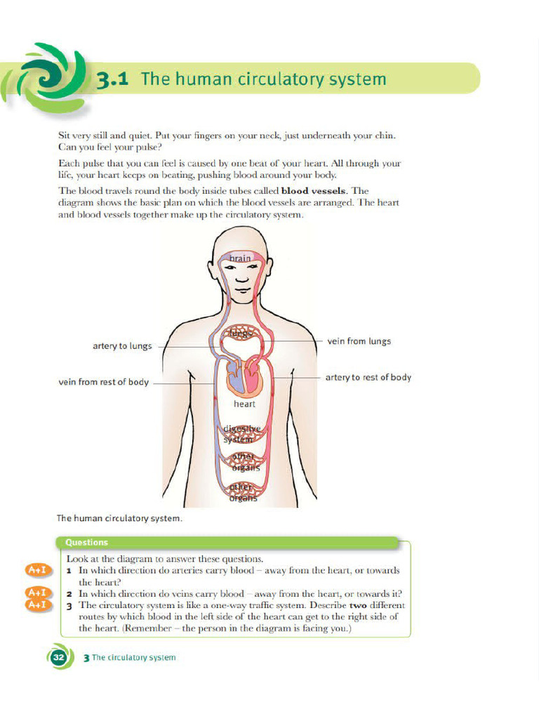 Biology - Circulatory System (Year 8) | PDF
