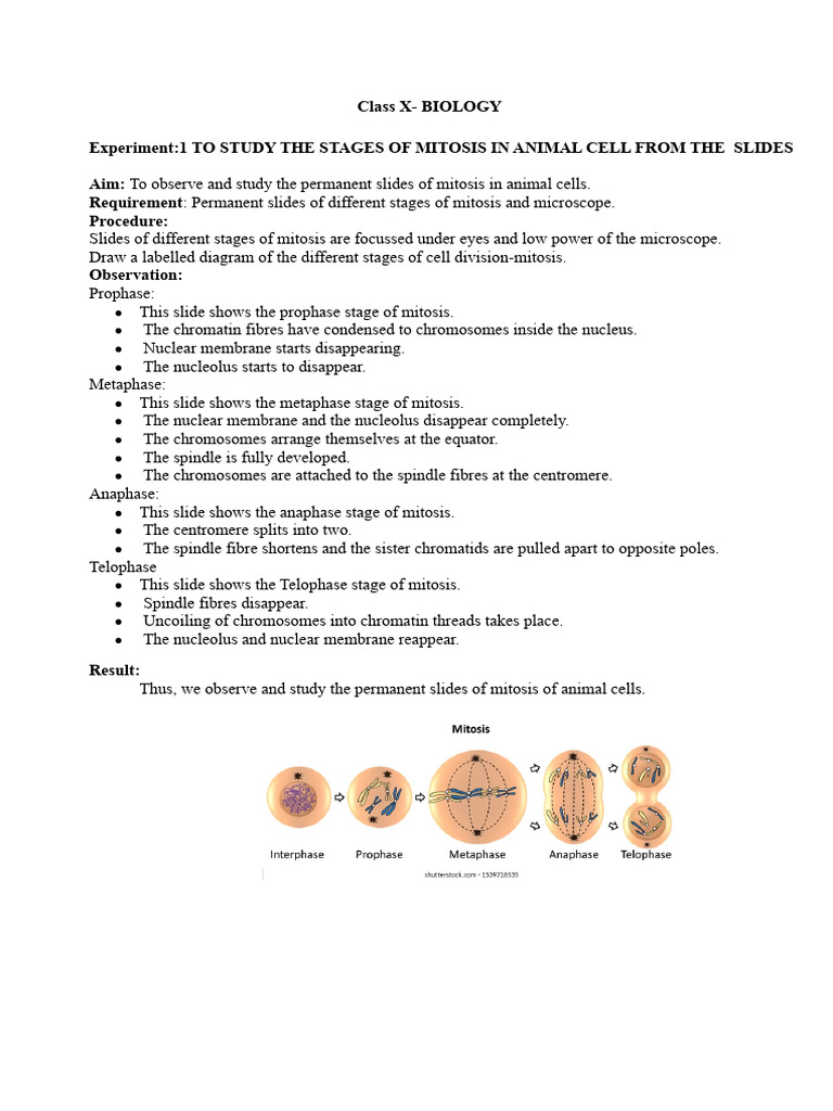 Biology Class 10 ICSE | Download Free PDF | Mitosis | Atrium (Heart)