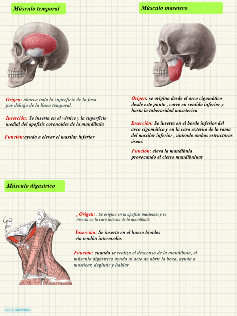 Anatomía del músculo masetero | PDF | Anatomía | Sistema musculoesquelético