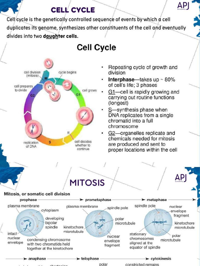 Understanding Cell Cycle and Meiosis | PDF