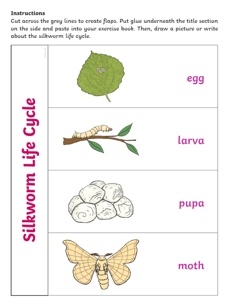Silkworm Life Cycle Flapbook | PDF