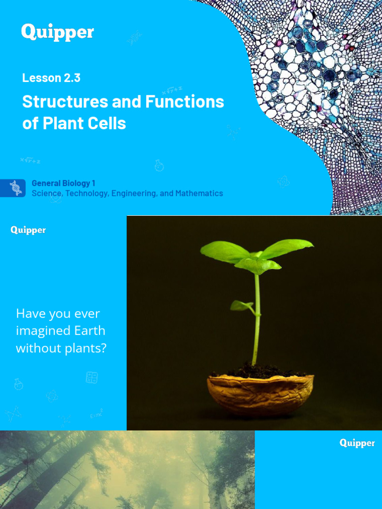 Plant Tissue Structures and Functions | PDF | Tissue (Biology) | Root