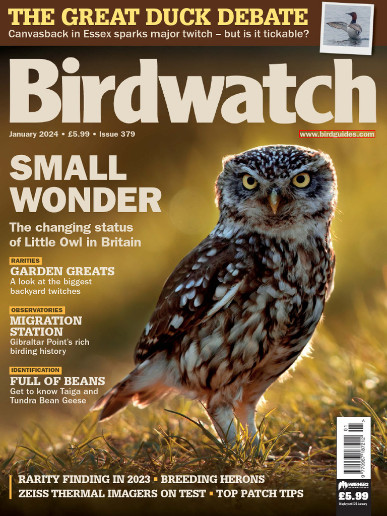 Birdwatch - January 2024 | PDF | Birdwatching | Birds