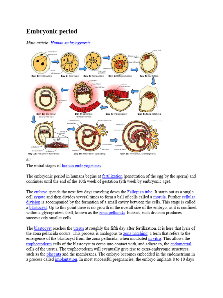 Embryonic Period Word Pad | PDF | Embryo | Fetus