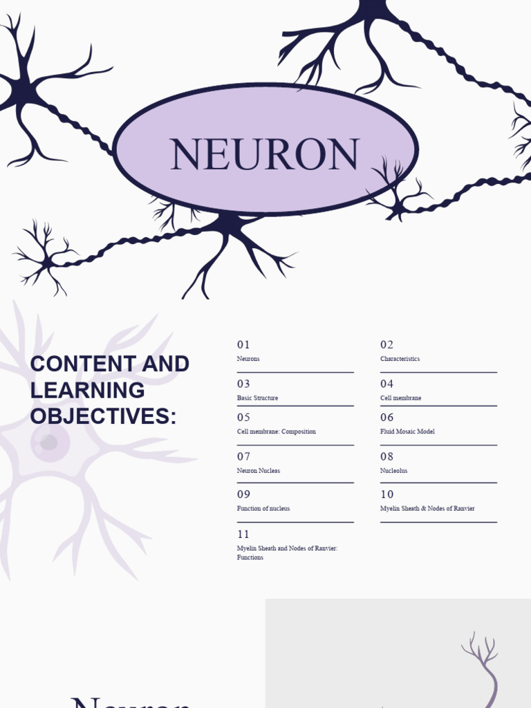 neuron presentation | PDF | Action Potential | Myelin