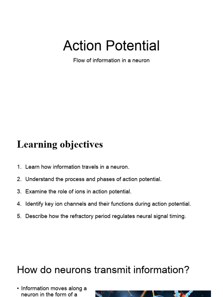 Action Potential | PDF | Action Potential | Membrane Potential