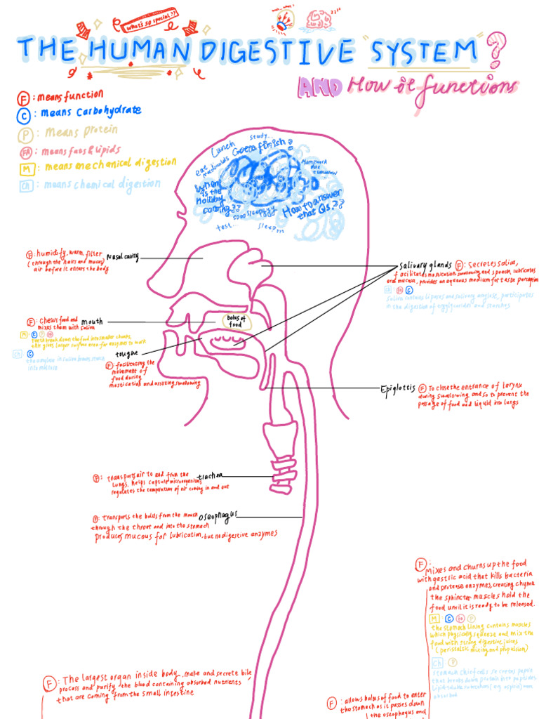 Emily Digestive System Mindmap | PDF | Pancreas | Digestion