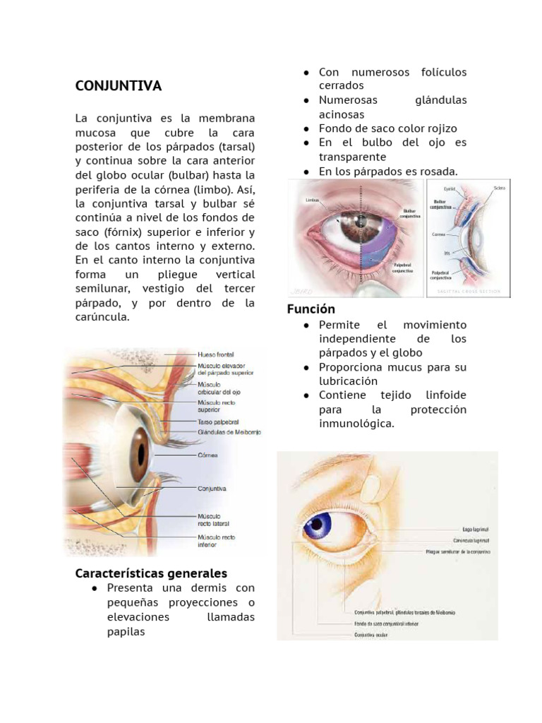 Conjuntiva | PDF | Epitelio | Piel