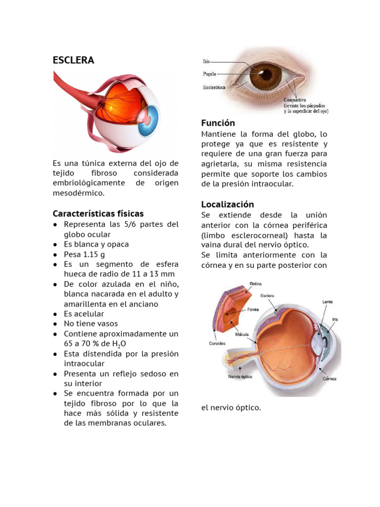 Esclera | PDF | Córnea | Ojo