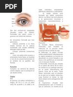 Region Superciliar ANATOMIA 2 FOLP | PDF | Anatomía humana | Cabeza y ...