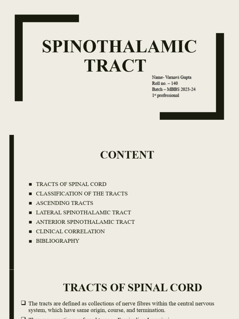 Spinothalamic Tract Copy Varnavi | PDF | Neuroanatomy | Central Nervous ...
