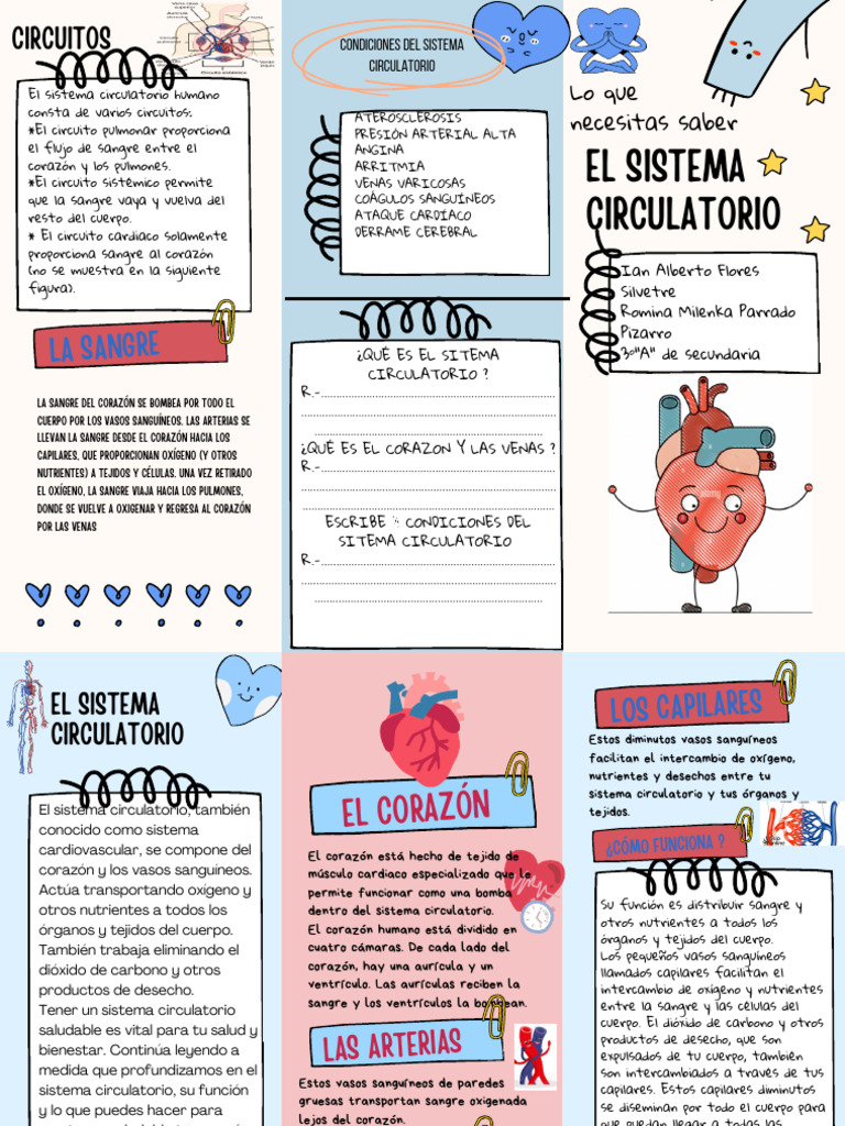 Folleto Informativo Sobre El Sistema Circulatorio | PDF | Sistema ...