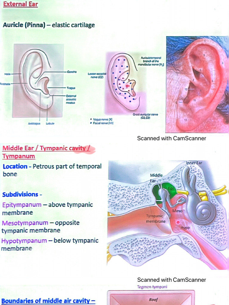 Ear-Asma Ma'am | PDF