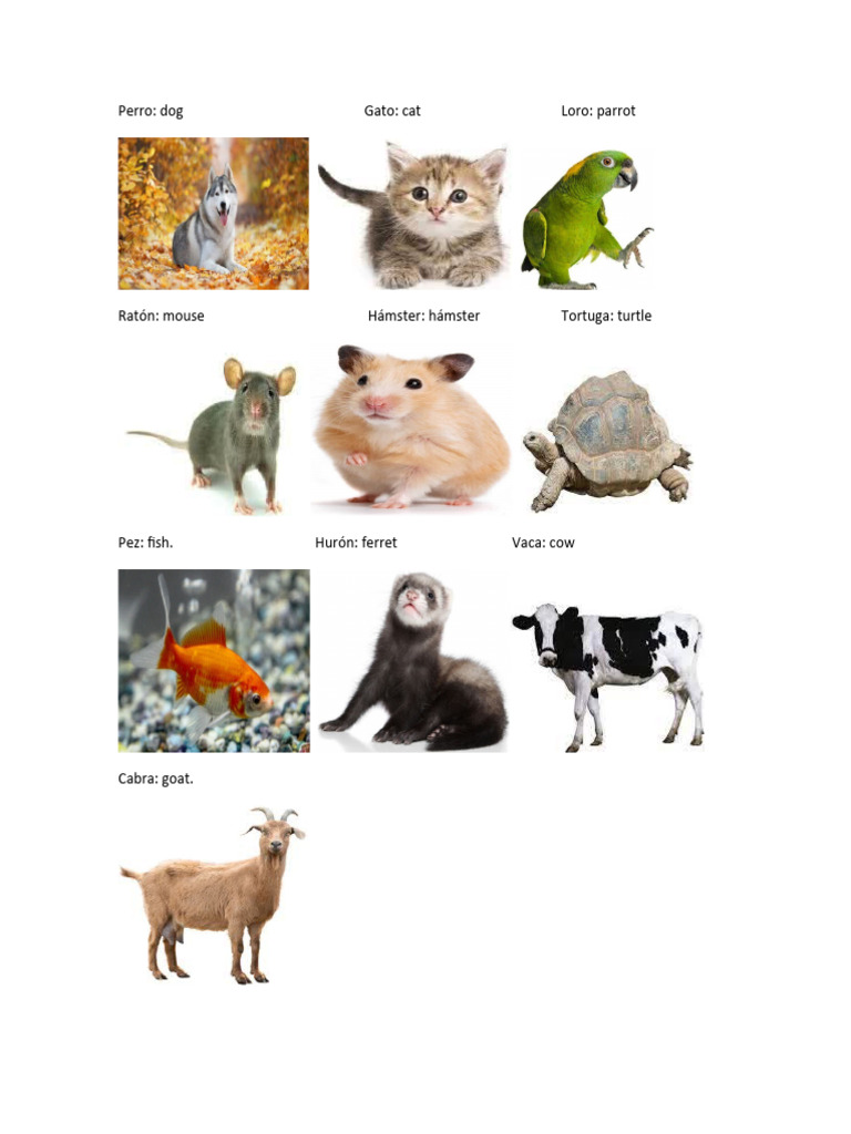 Animales Ingles Español | PDF | Estudios de idiomas extranjeros ...