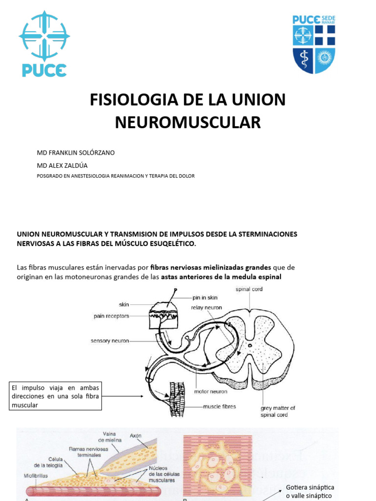 Union Neuromuscular | PDF | Unión neuromuscular | Acetilcolina