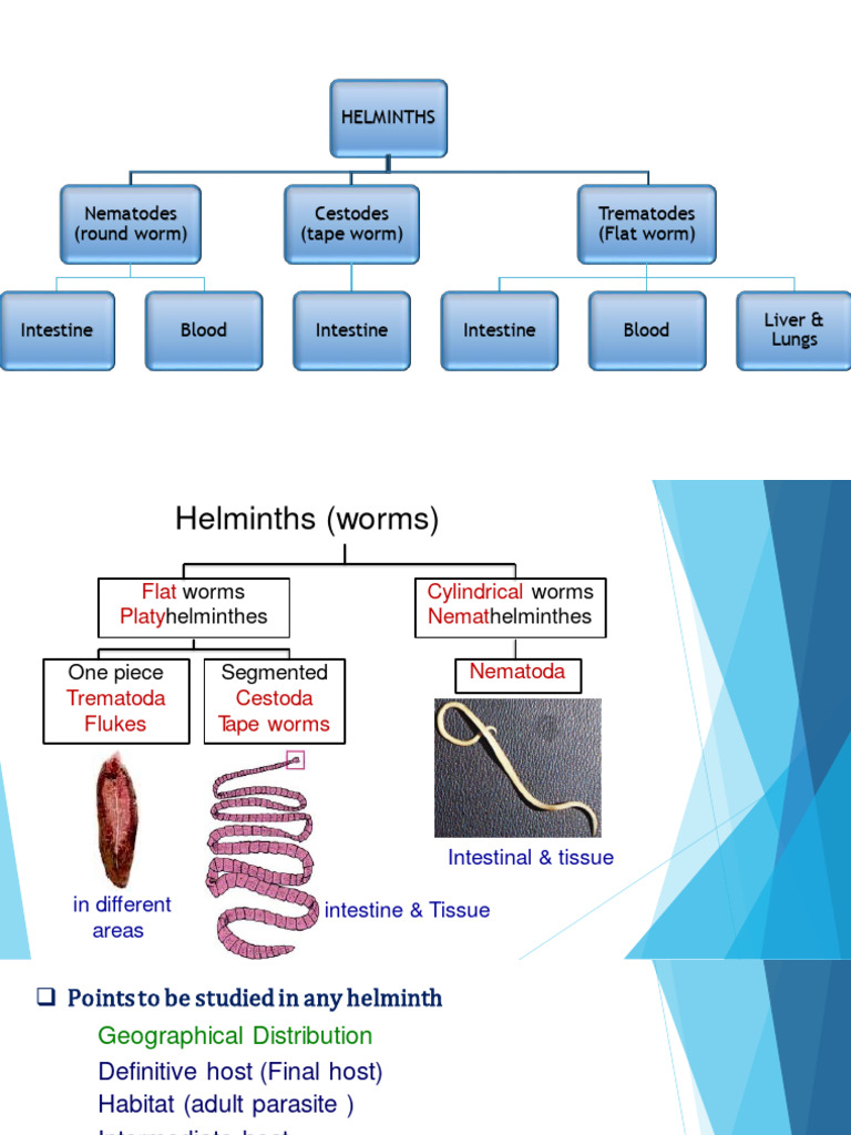 trematodes | PDF | Microbiology | Parasitism