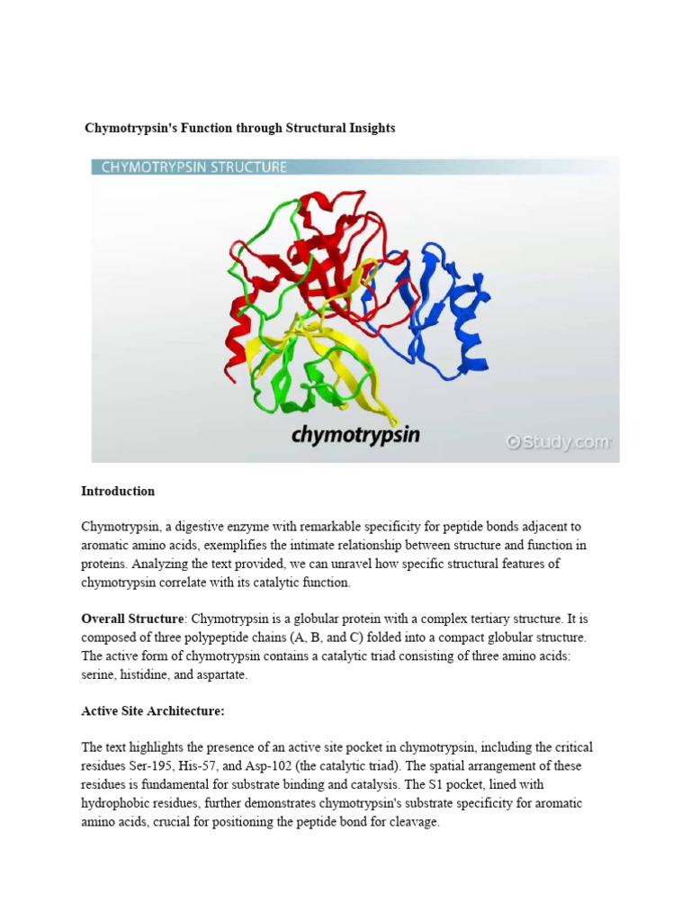 Chymotrypsins Function Through Structural 1 Pdf Active Site Amino Acid