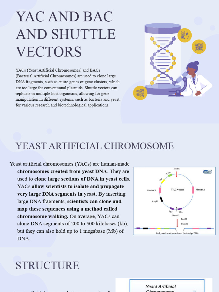 Yac Bac and Shuttle Vectors | PDF | Plasmid | Vector (Molecular Biology)