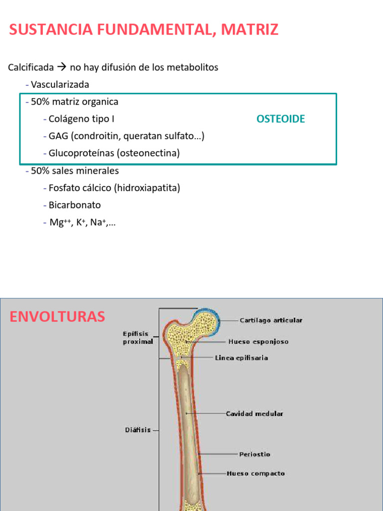 Osteogénesis y Estructura Ósea | PDF | Hueso | Tejido conectivo