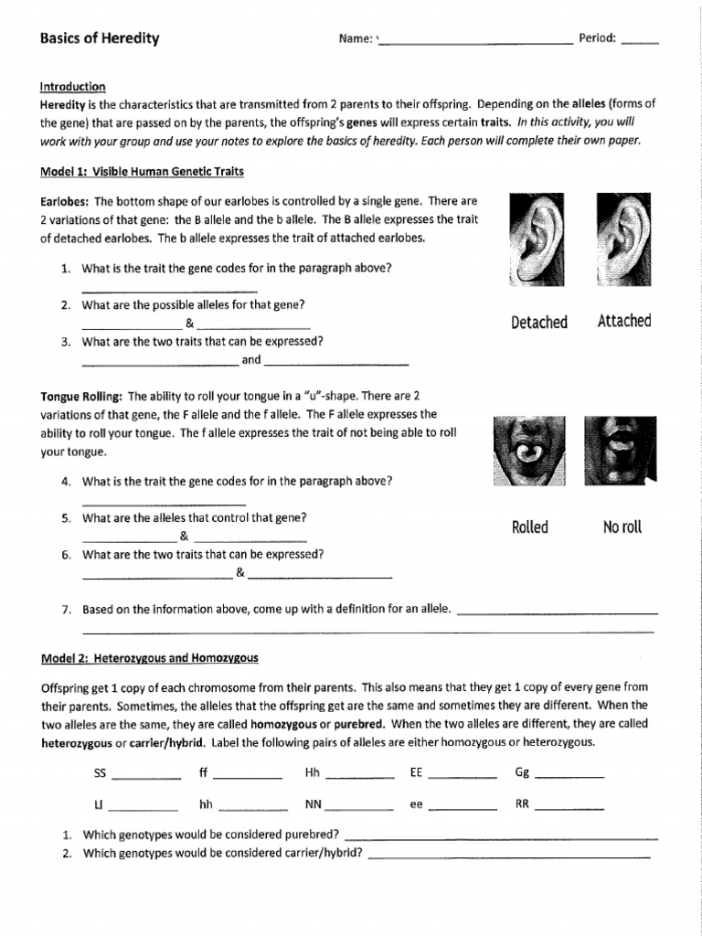 Basics+of+Heredity+Practice+6 4 | PDF