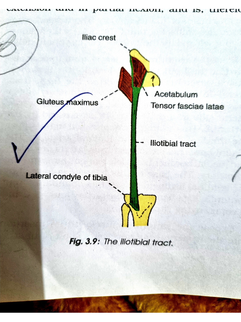 Lower Limb Diagrams | PDF