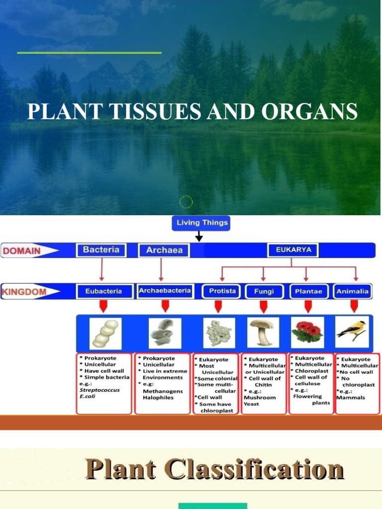 Plant Tissues and Organs | PDF | Plant Stem | Leaf