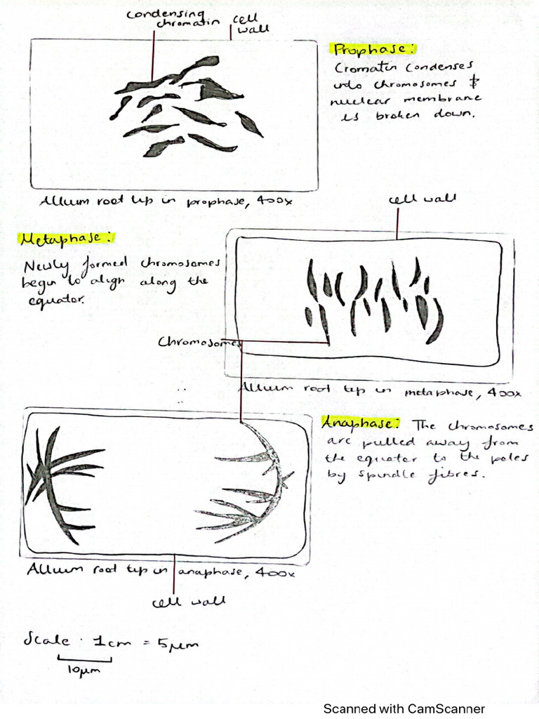 Prac 2.1a (1) Mitosis - Part B | PDF
