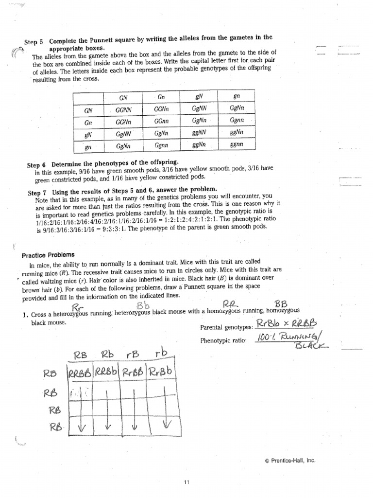 Using Punnett Squares Two Traits | PDF
