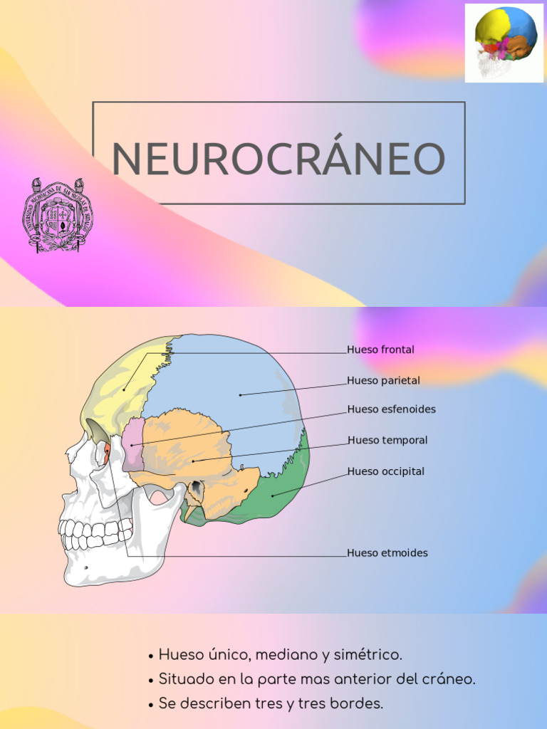 Neurocráneo CN - PPTX - 20231202 - 225751 - 0000 | PDF | Anatomía ...