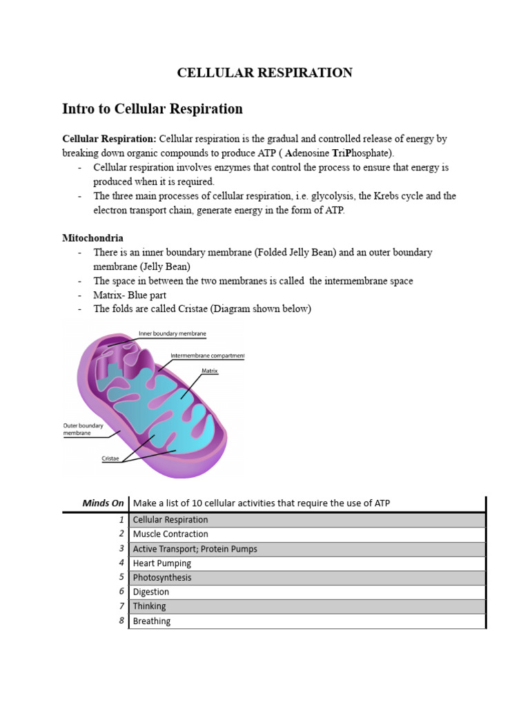 Cellular Respiration | PDF | Cellular Respiration | Adenosine Triphosphate