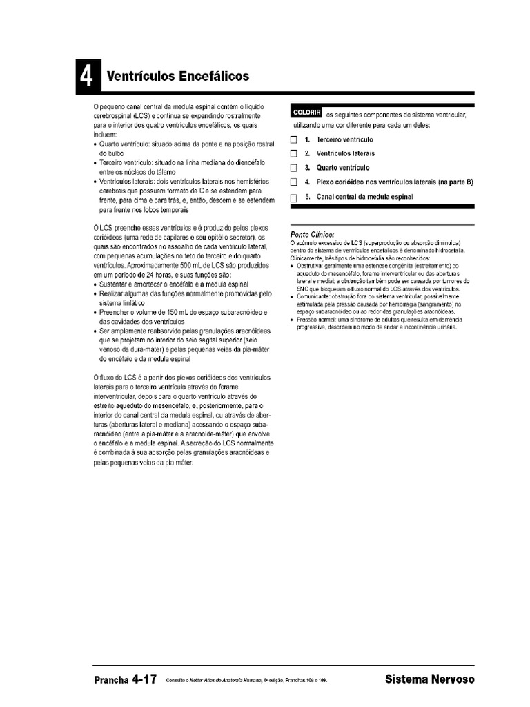 Netter Ventrículos | PDF