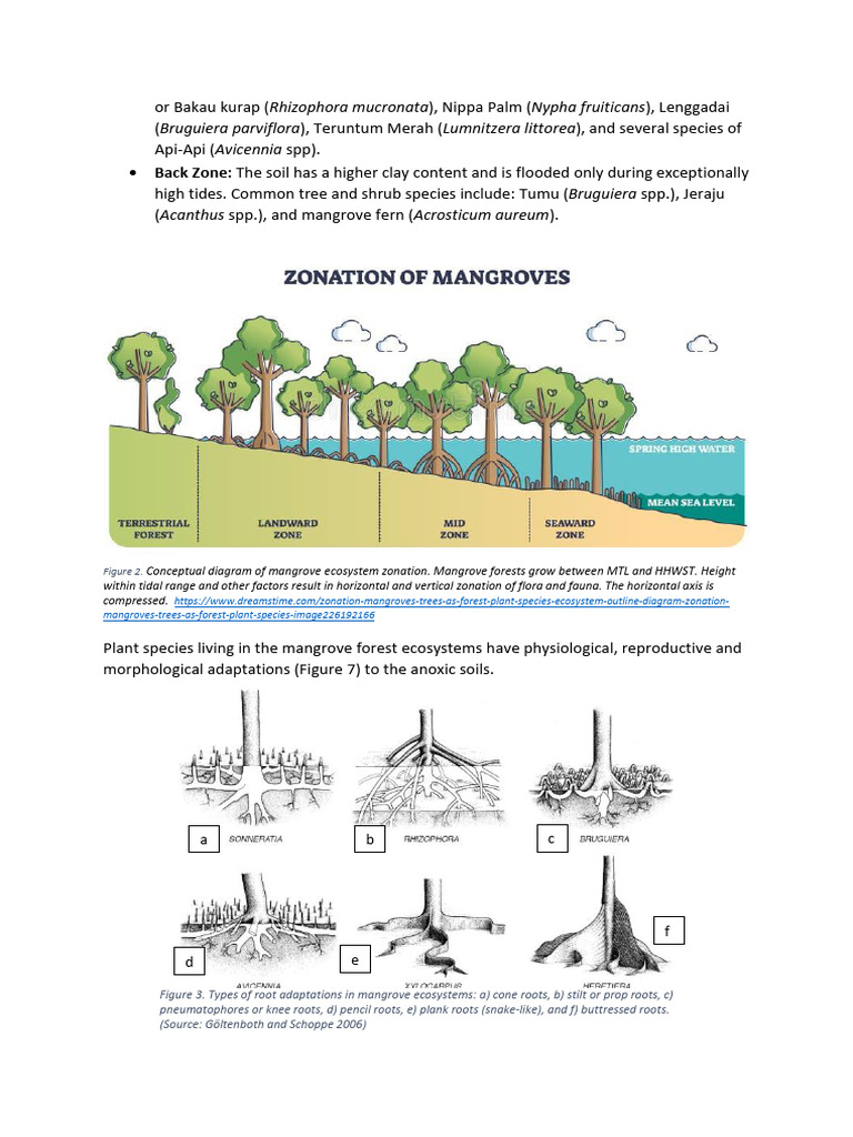 Mangrove Ecosystem Zonation Diagram | PDF | Science & Mathematics ...