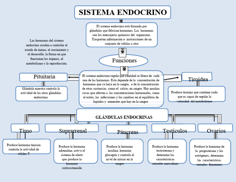 Mapa Conceptual Del Sistema Endocrino 3 | PDF | Sistema endocrino | Hormona
