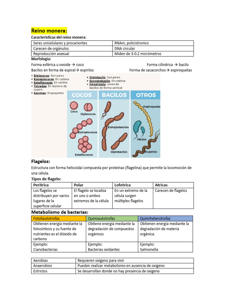 Reino Monera | PDF | Las bacterias | Biología Celular)