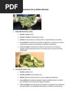 Informe 100 Plantas Medicinales Selva Peruana | PDF