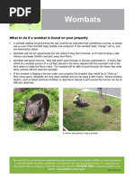 Fun Facts About Northern Hairy-nosed Wombats | PDF