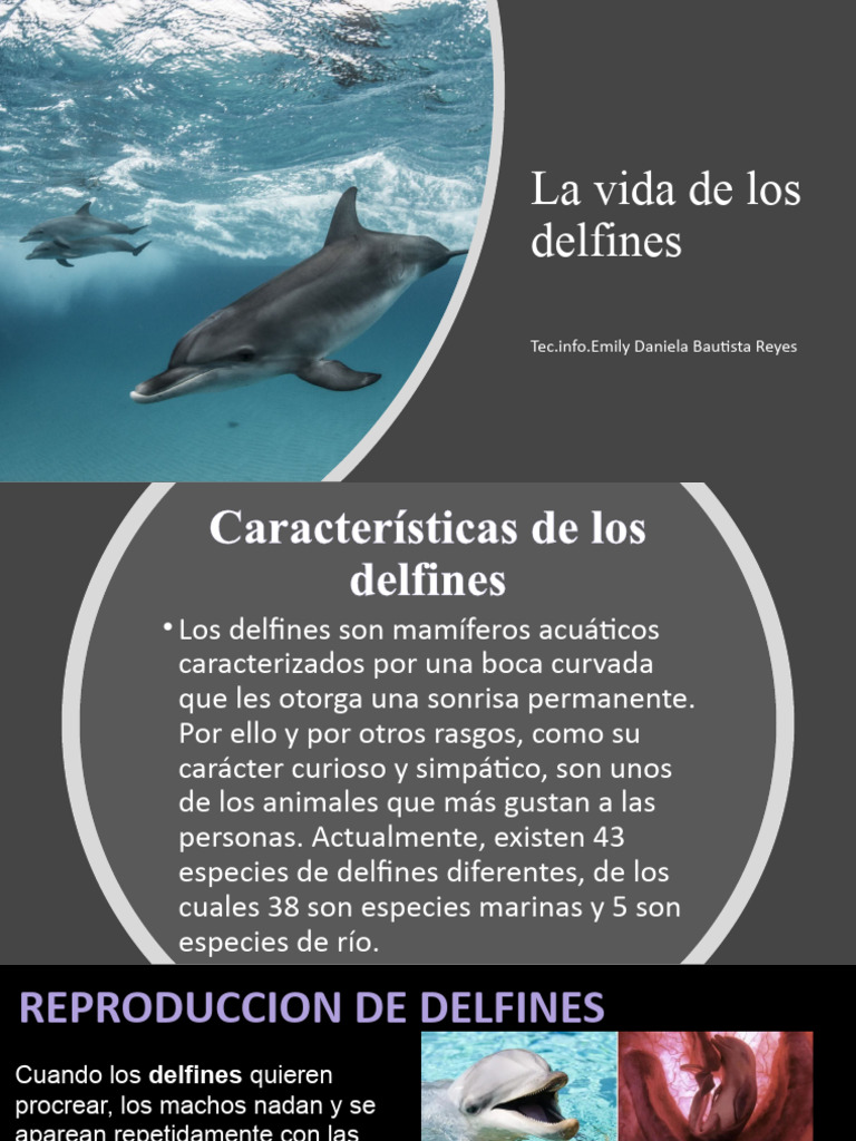 La Vida de Los Delfines | PDF | Cetacea | Zoología