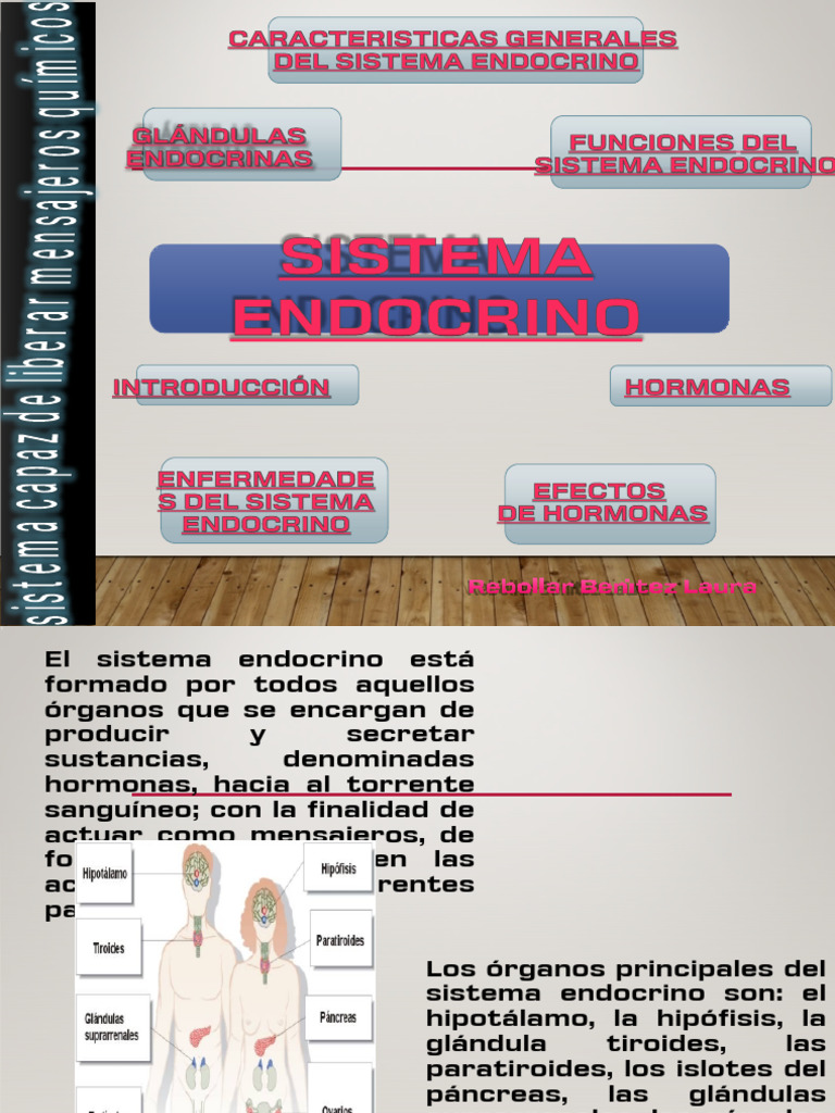 Funciones y Enfermedades del Sistema Endocrino | PDF | Sistema ...