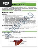 Anatomía y porciones de la uretra masculina | PDF