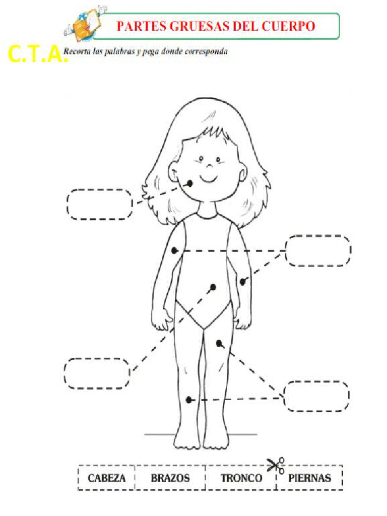 Fichas De Partes Gruesas Y Delgadas Del Cuerpo Pdf