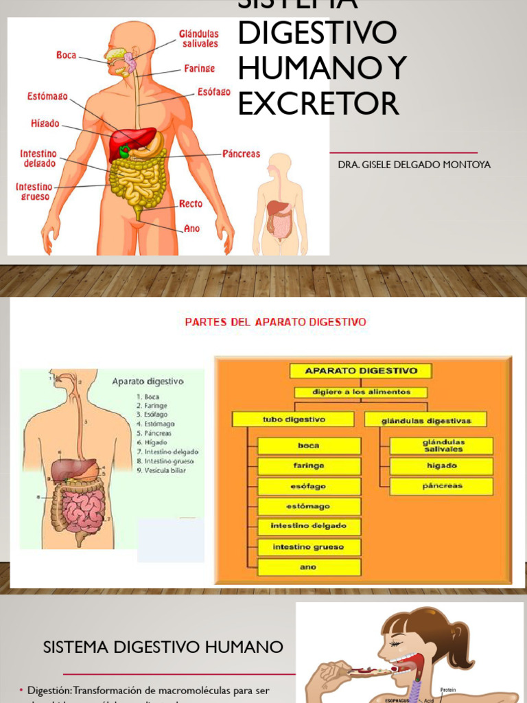 Sistema Digestivo y Excretor Humano | PDF | Riñón | Digestión
