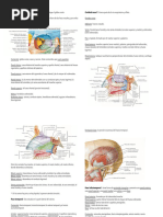 Anatomía nariz. | PDF | Nariz humana | Cabeza y cuello humanos